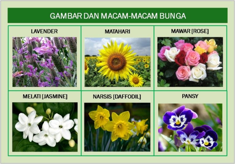 15+ Macam Bunga Beserta Penjelasannya + Gambar [Lengkap] - Daily Nusantara