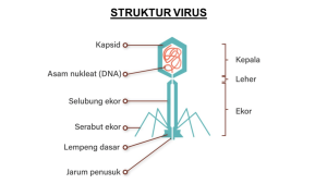 Struktur Tubuh Virus dan Fungsi Setiap Komponennya - Daily Nusantara