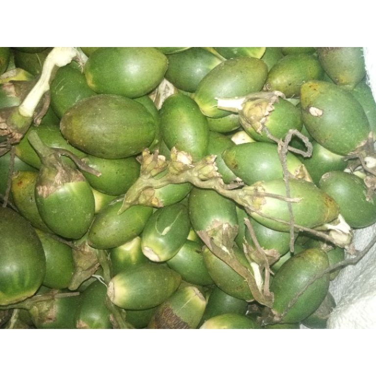 Buah Pinang: Manfaat, Khasiat, dan Cara Mengolah yang Wajib Diketahui ...